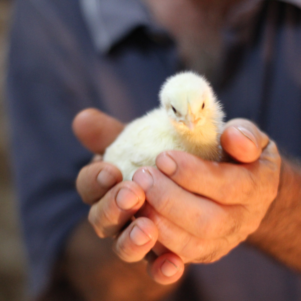 A Brood of Chickens – Hagar Gift Catalogue